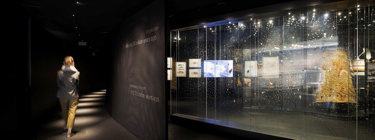 Fabric dividers and screens define exhibition layout